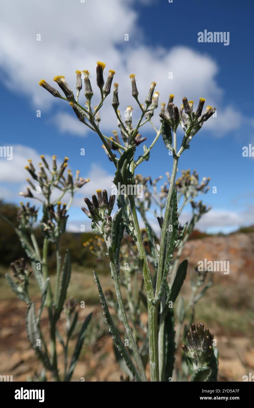 mountain fireweed (Senecio gunnii Stock Photo - Alamy