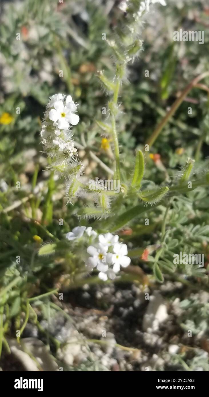 Clearwater cryptantha (Cryptantha intermedia Stock Photo - Alamy