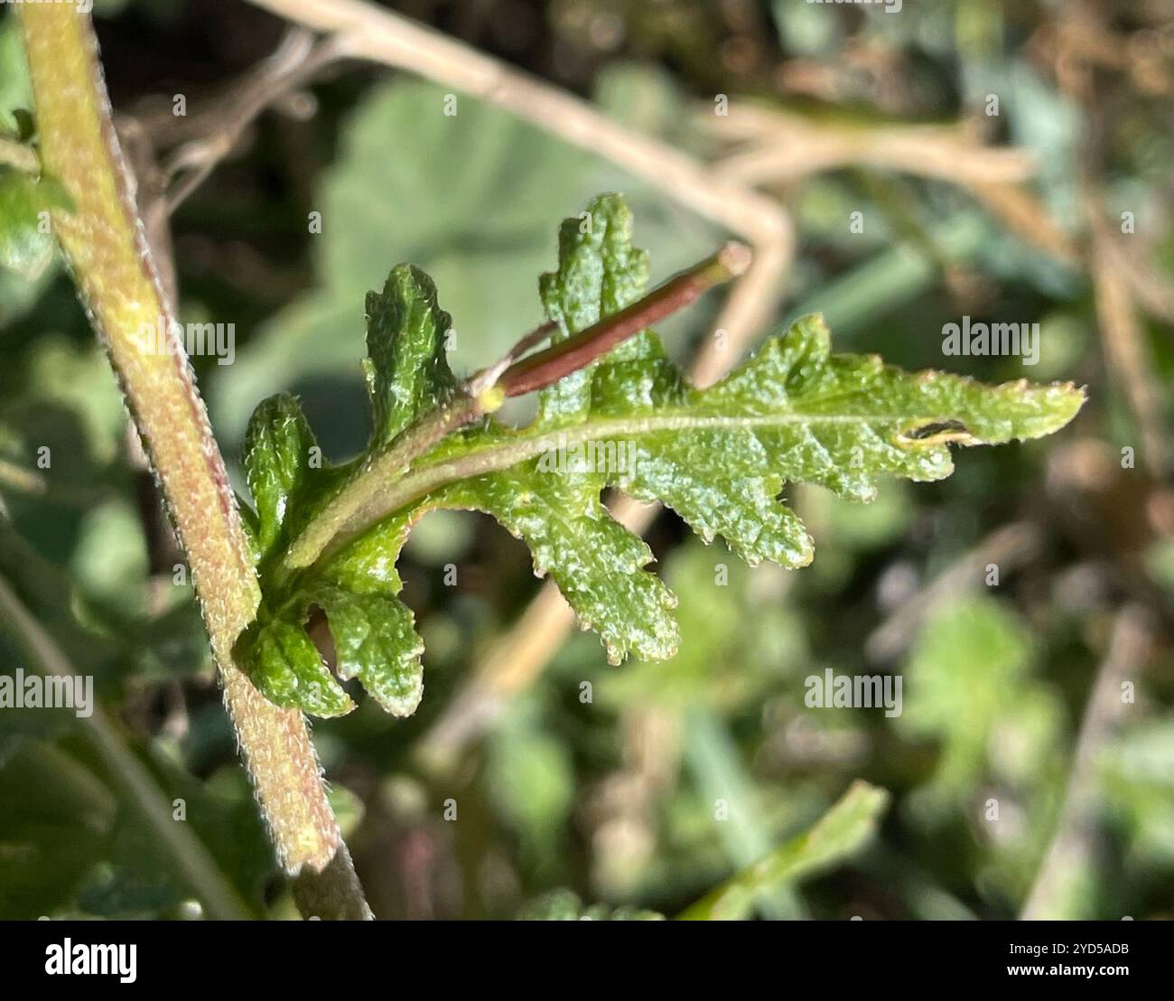 White Wall-rocket (Diplotaxis erucoides Stock Photo - Alamy