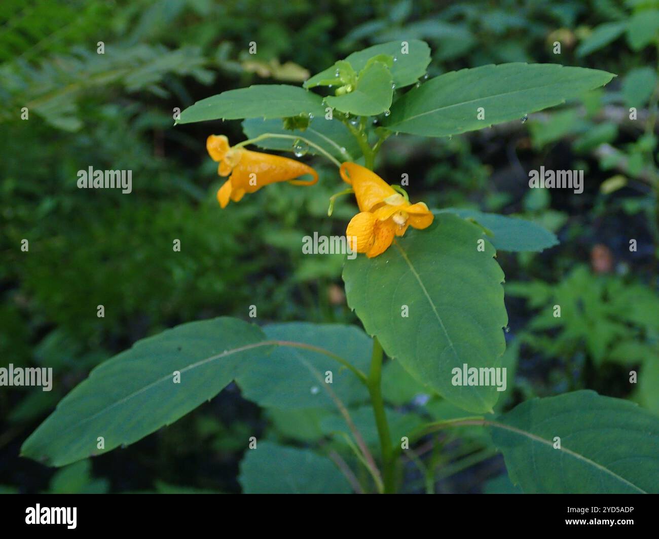 common jewelweed (Impatiens capensis Stock Photo - Alamy