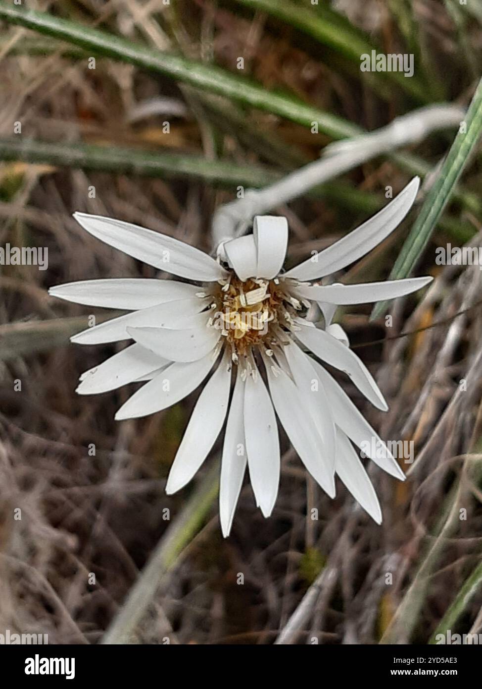 Common Mountain Daisy (Celmisia gracilenta Stock Photo - Alamy