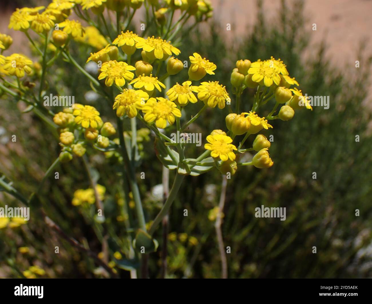 Poorflower Babooncabbage (Othonna parviflora Stock Photo - Alamy