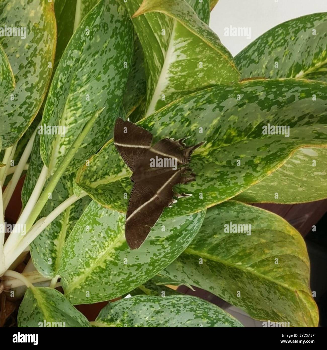 Tropical Swallowtail Moth (Lyssa zampa Stock Photo - Alamy