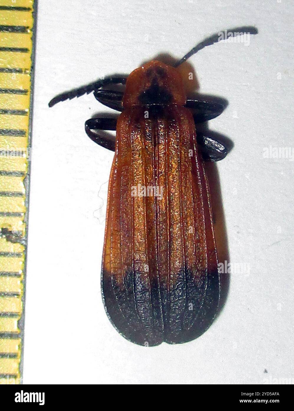 Netwing Beetles (Lycus Stock Photo - Alamy