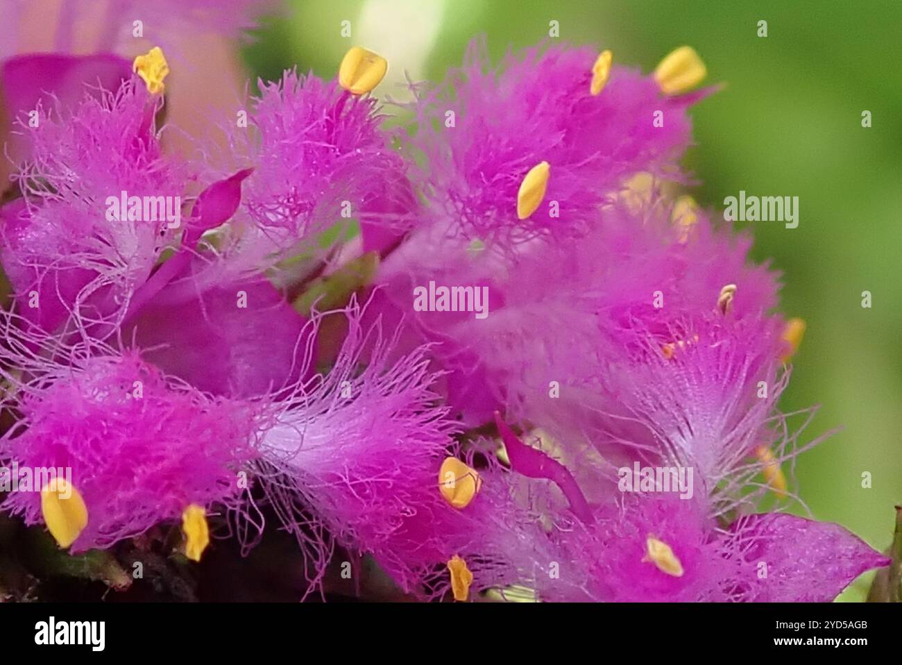 Showy Blue Ear (Cyanotis speciosa Stock Photo - Alamy