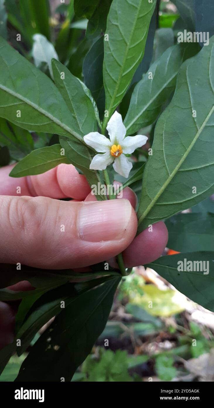 Jerusalem cherry (Solanum pseudocapsicum Stock Photo - Alamy