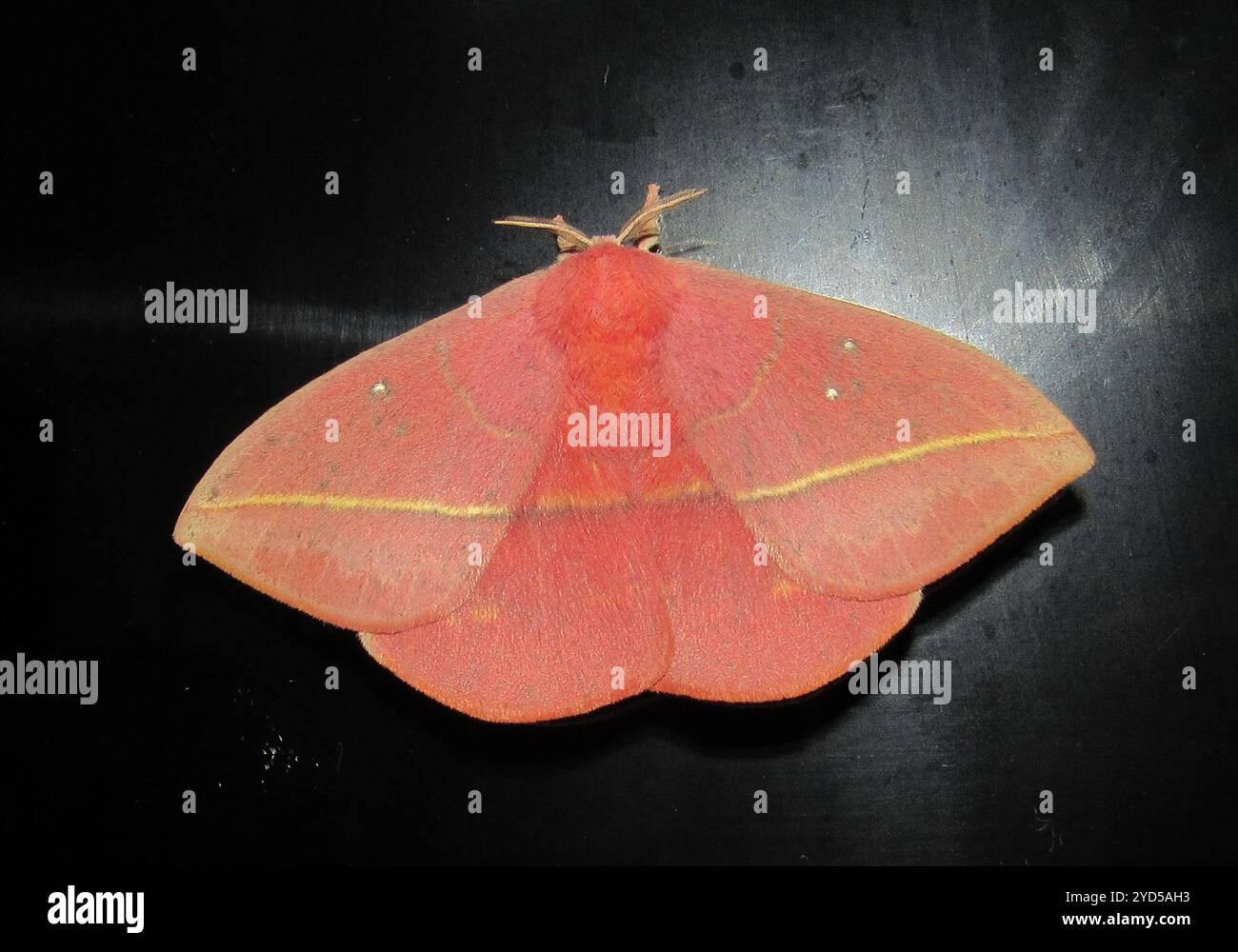 Lonomia hi-res stock photography and images - Alamy
