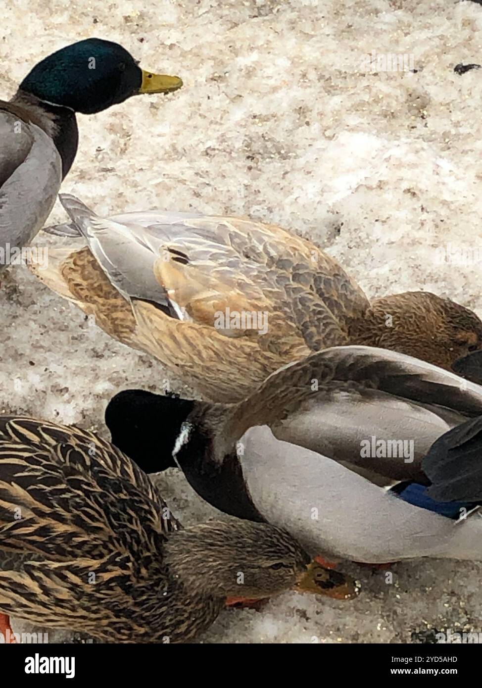 Domestic Mallard (Anas platyrhynchos domesticus Stock Photo - Alamy