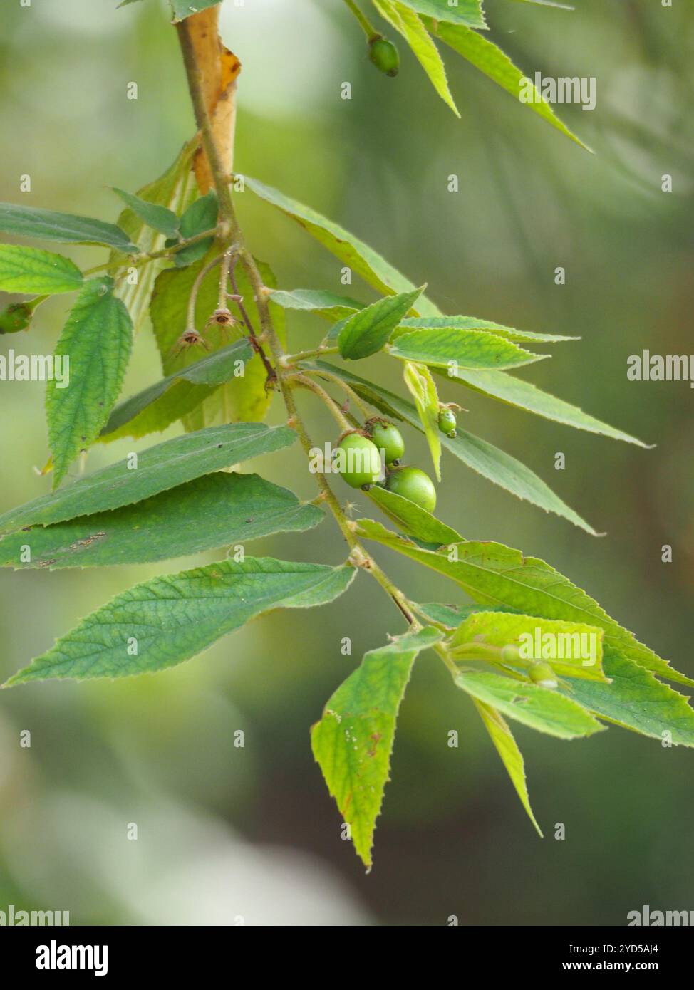 calabur tree (Muntingia calabura Stock Photo - Alamy