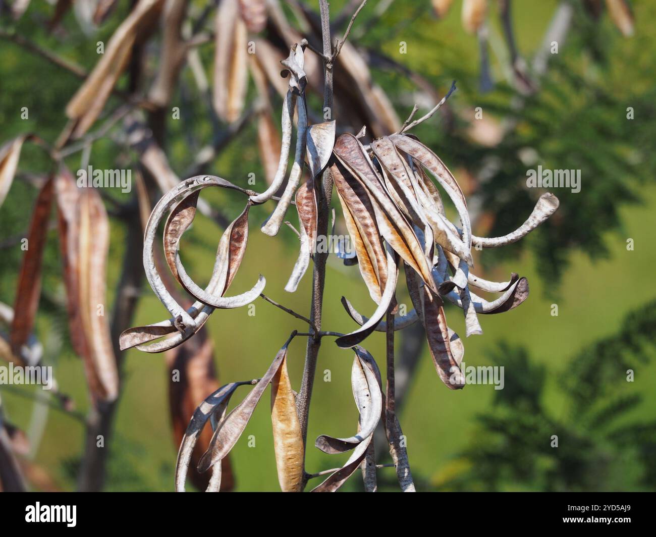 White leadtree (Leucaena leucocephala Stock Photo - Alamy