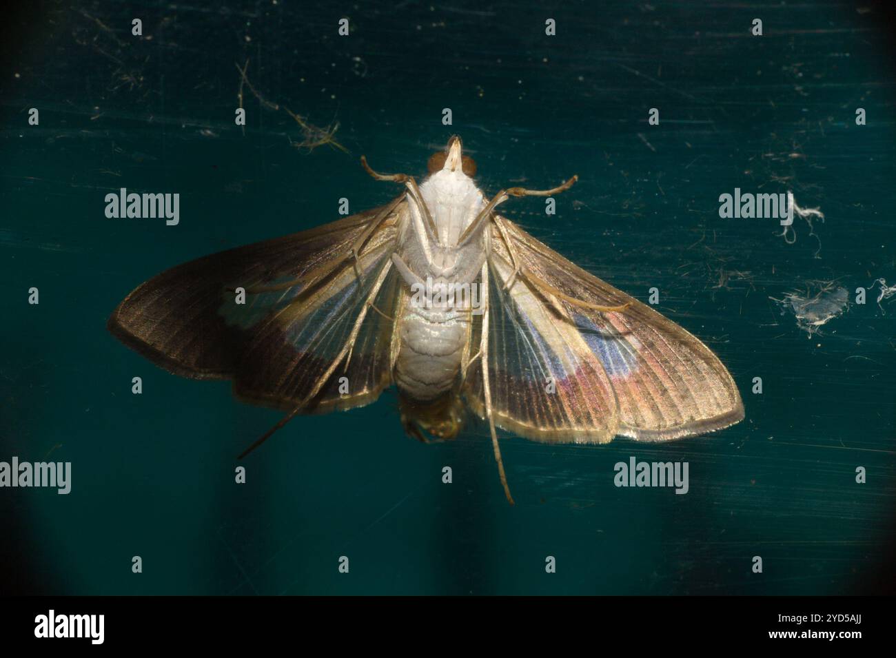 Pickleworm Moth (Diaphania nitidalis Stock Photo - Alamy