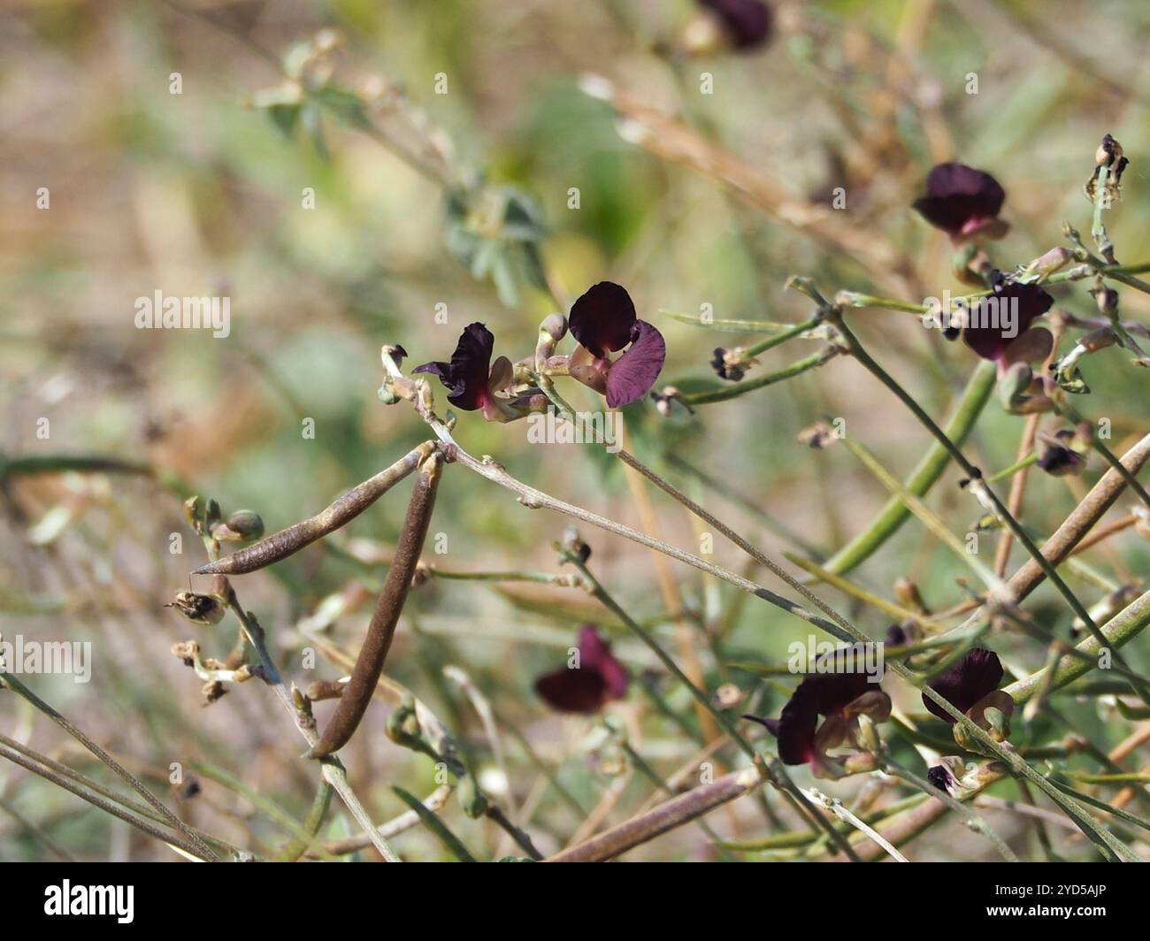 Purple Bush-Bean (Macroptilium atropurpureum Stock Photo - Alamy