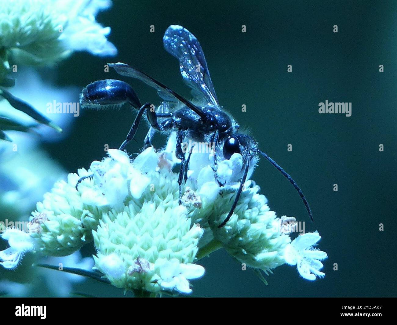 Grass-carrying Wasps (Isodontia Stock Photo - Alamy