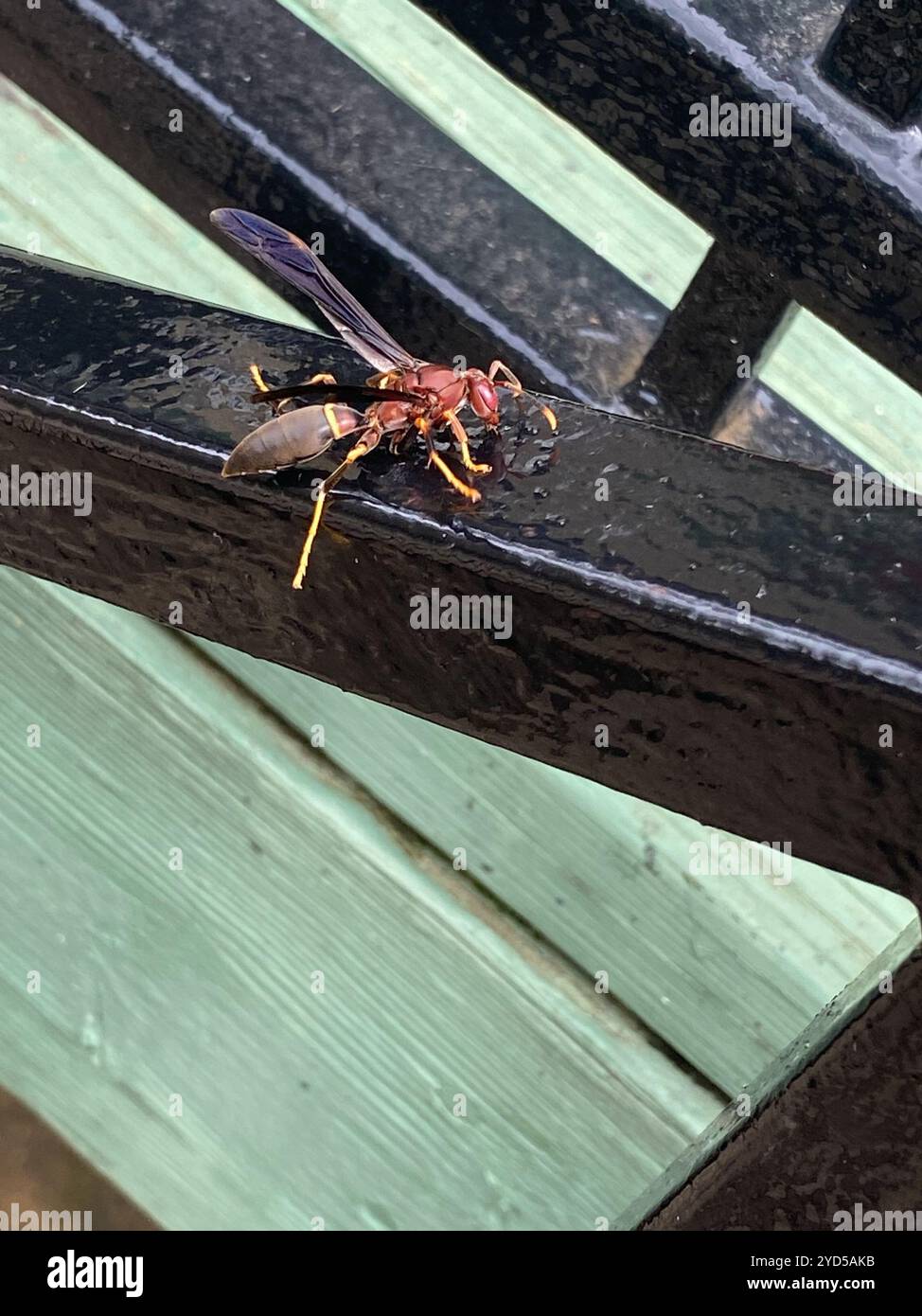 Ringed Paper Wasp (Polistes annularis Stock Photo - Alamy