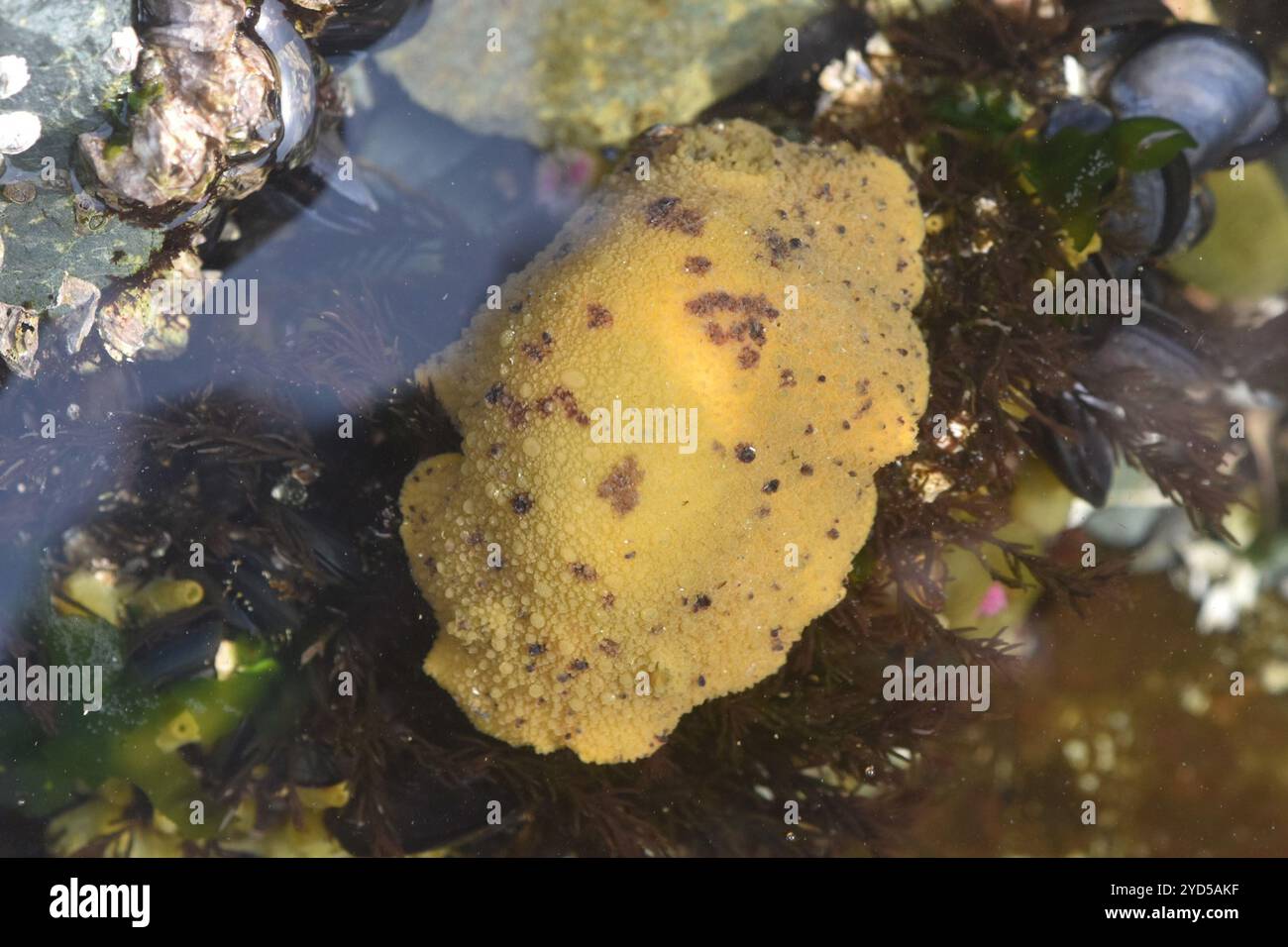 Doris montereyensis hi-res stock photography and images - Alamy