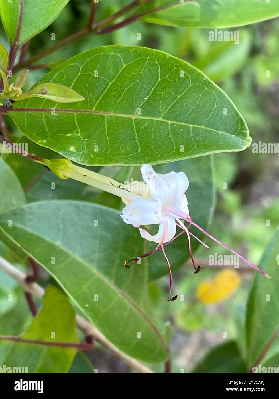 scrambling clerodendrum (Volkameria inermis Stock Photo - Alamy