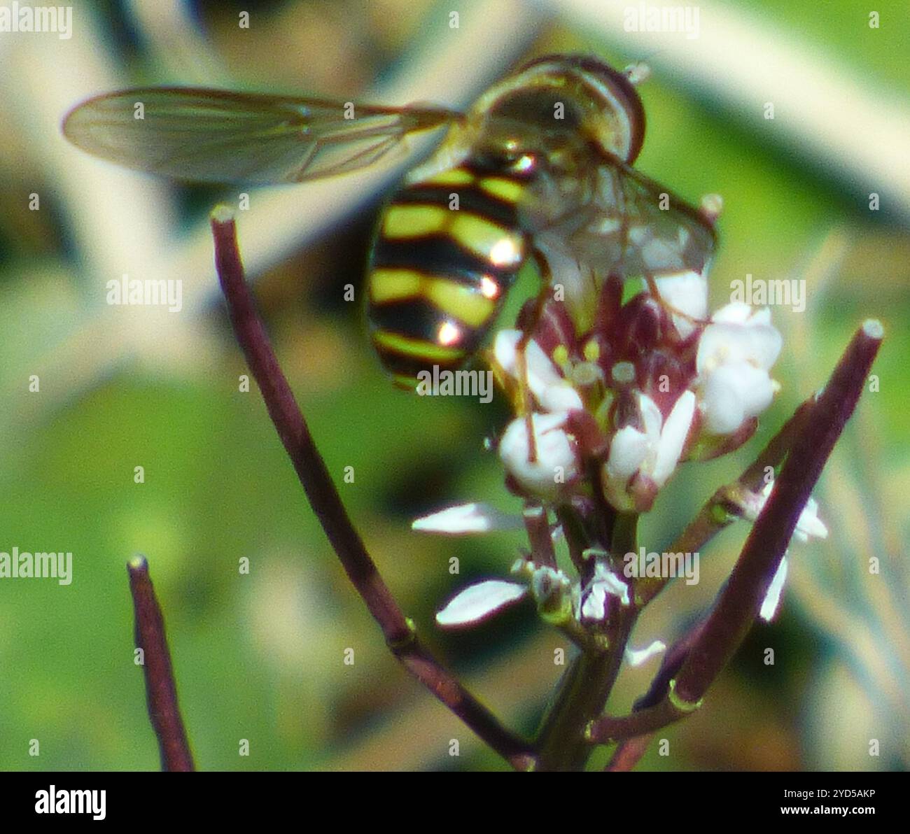 Long-tailed Aphideater Complex (Eupeodes americanus Stock Photo - Alamy