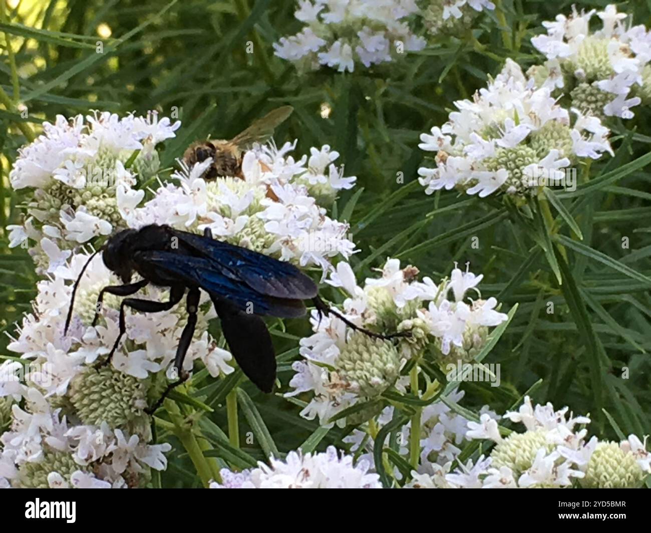 Great Black Digger Wasp (Sphex pensylvanicus Stock Photo - Alamy