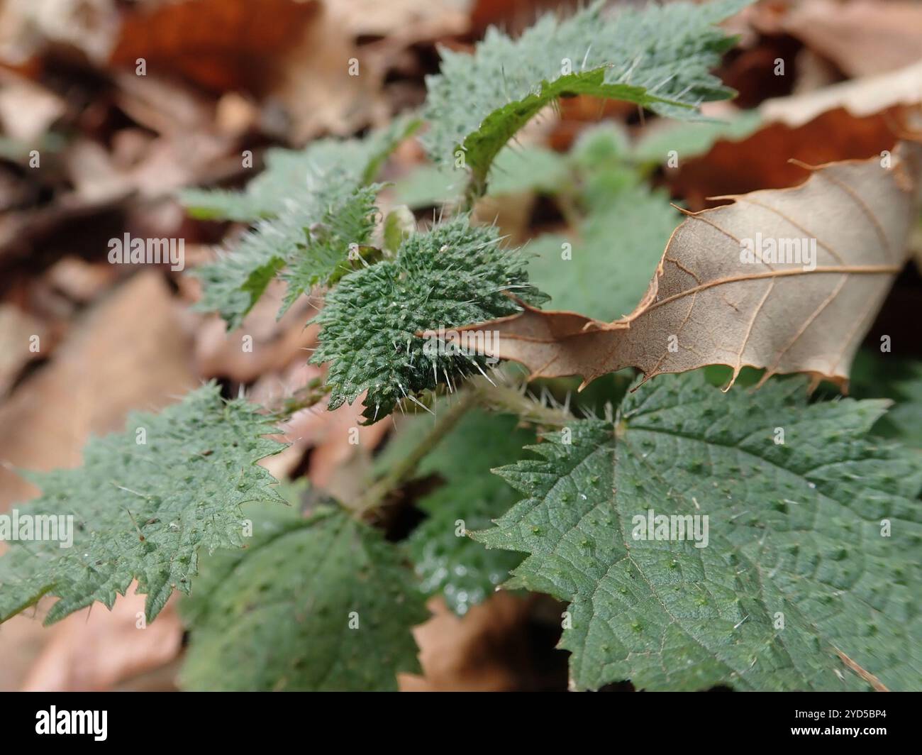 Japanese Nettle (Urtica thunbergiana Stock Photo - Alamy