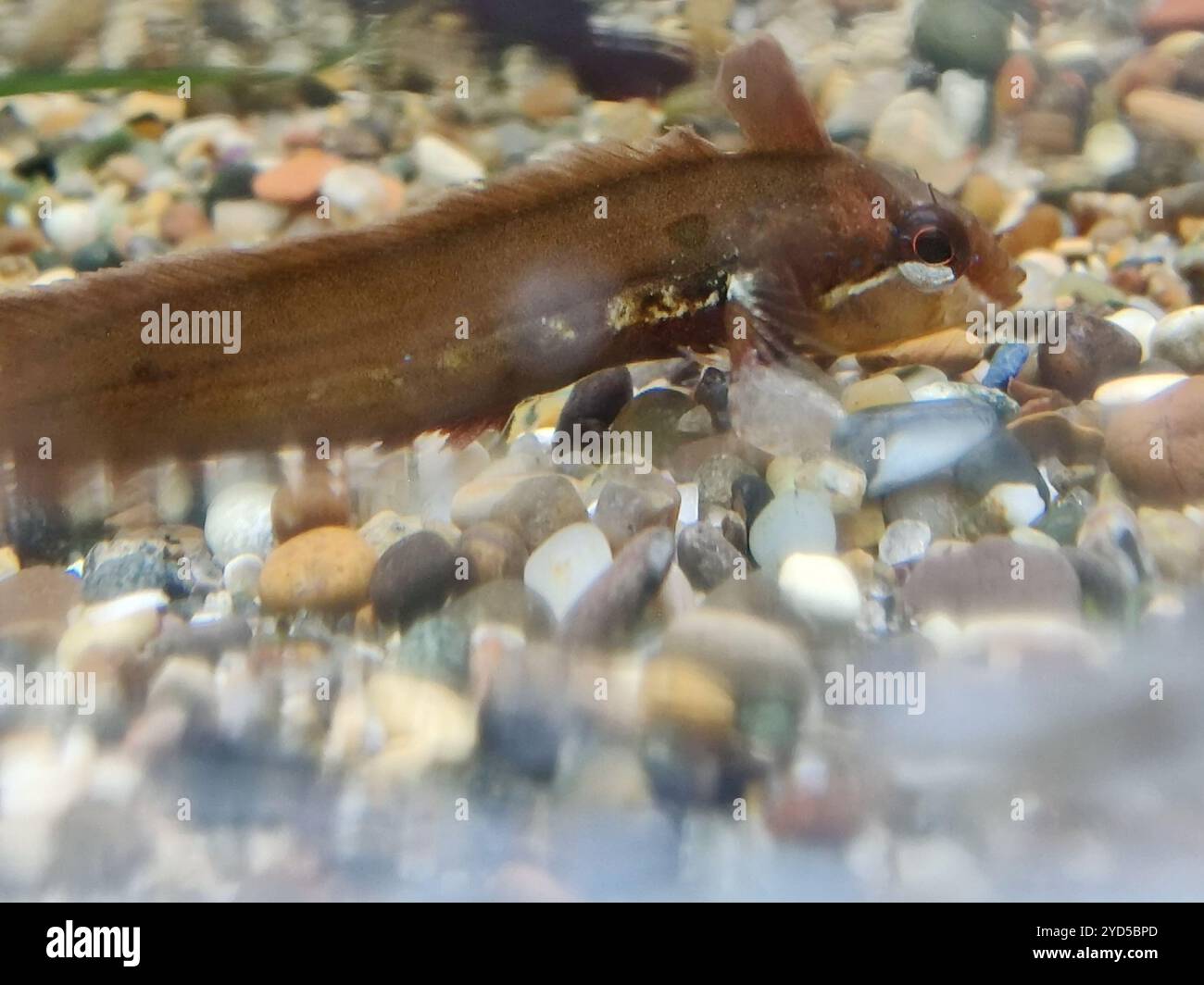 Northeastern Pacific Kelpfishes (Gibbonsia Stock Photo - Alamy