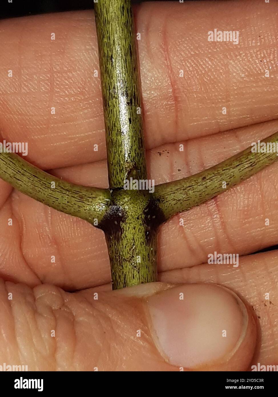 Kanono (Coprosma grandifolia Stock Photo - Alamy