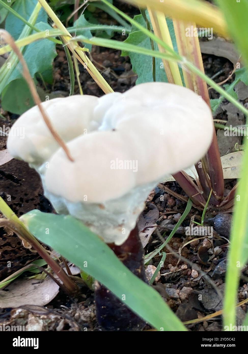 red-staining stalked polypore (Sanguinoderma rude Stock Photo - Alamy