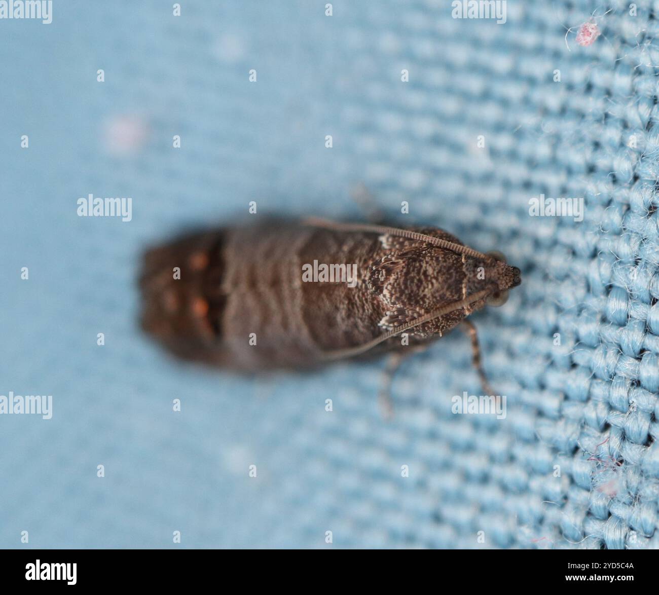 Codling Moth (Cydia pomonella Stock Photo - Alamy