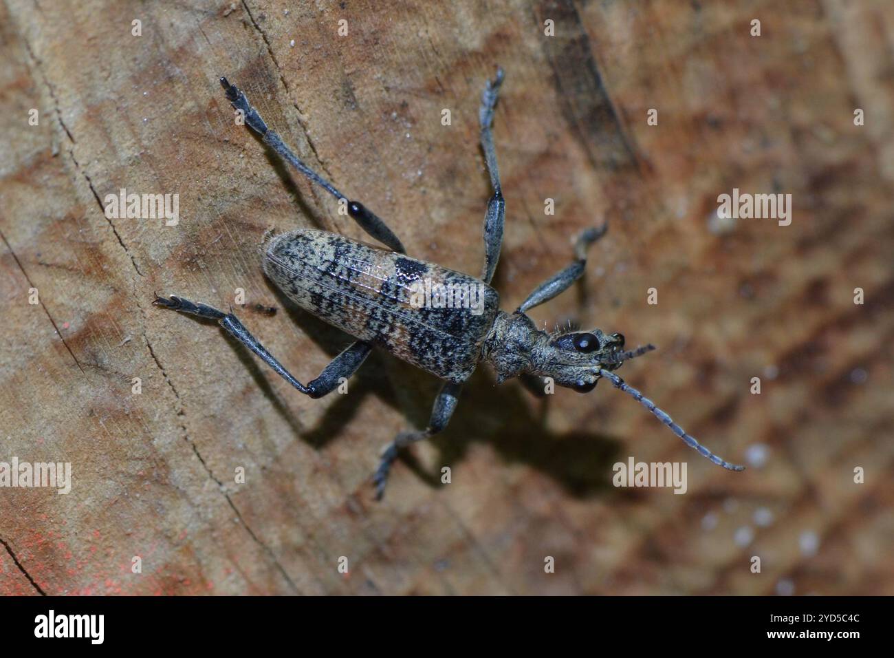 Blackspotted Longhorn Beetle (Rhagium mordax Stock Photo - Alamy