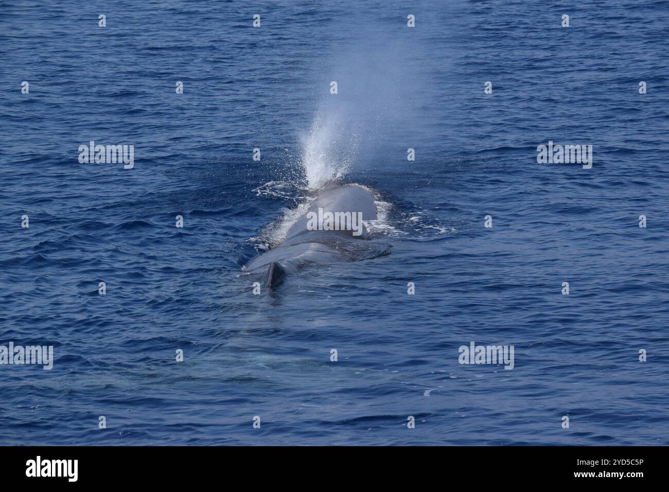 Sperm Whale (Physeter macrocephalus) in the Ligurian Sea, Mediterranean ...