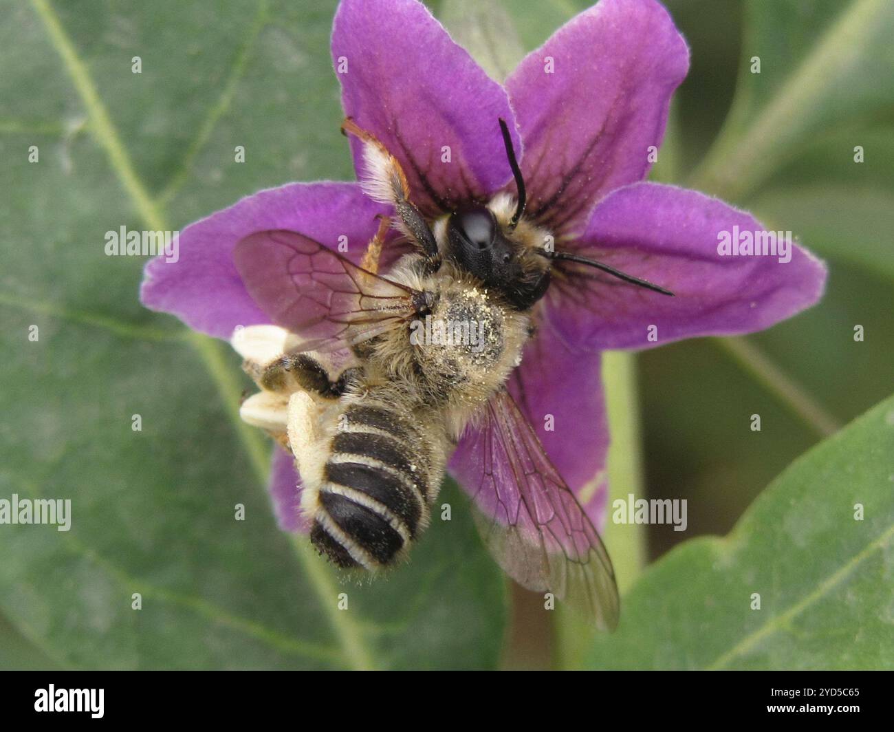 Megachile ericetorum hi-res stock photography and images - Alamy