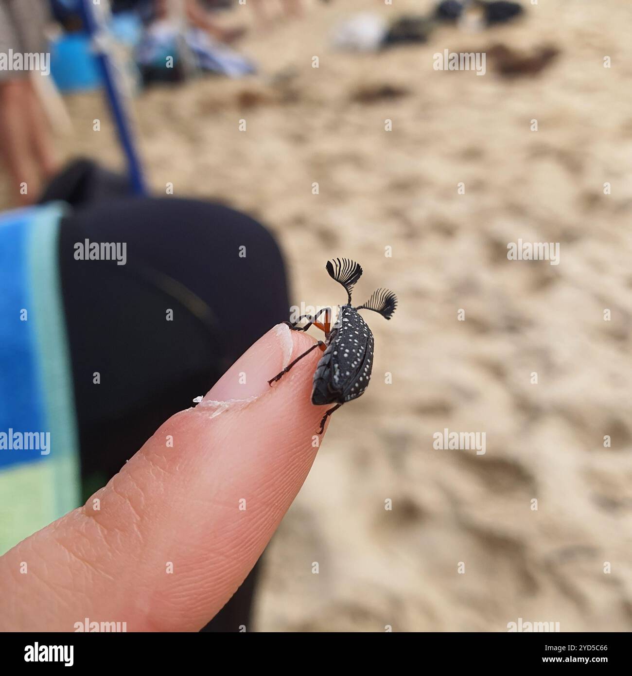Feather-horned beetle (Rhipicera femorata Stock Photo - Alamy