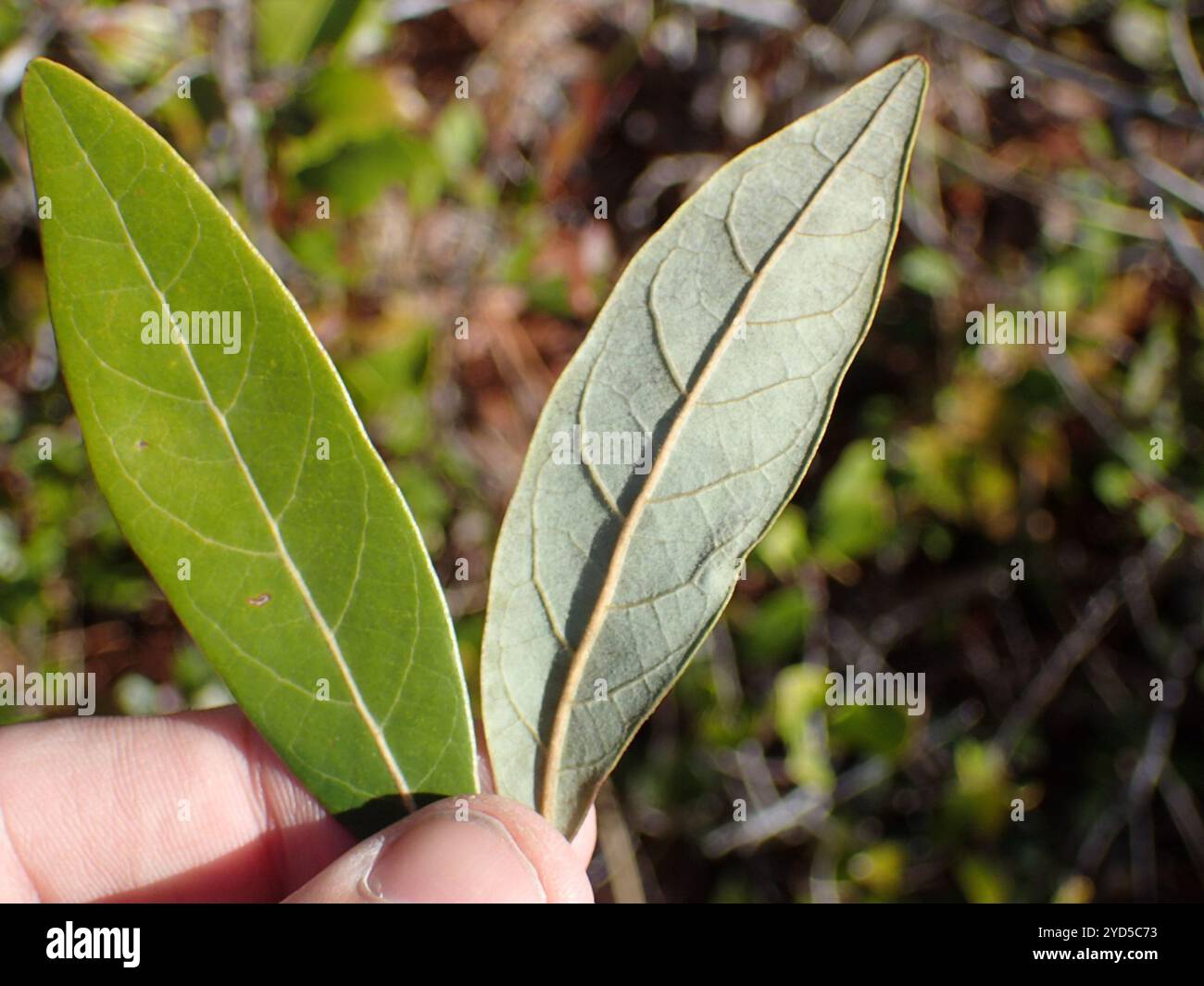 Swamp Bay (Persea palustris Stock Photo - Alamy