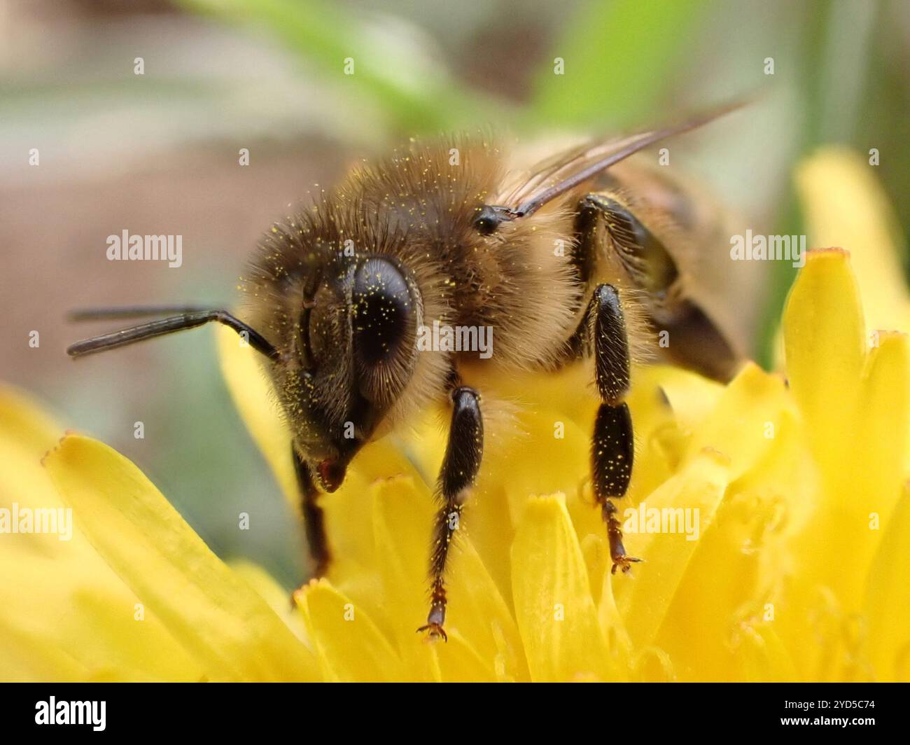 Western Honey Bee (Apis mellifera Stock Photo - Alamy