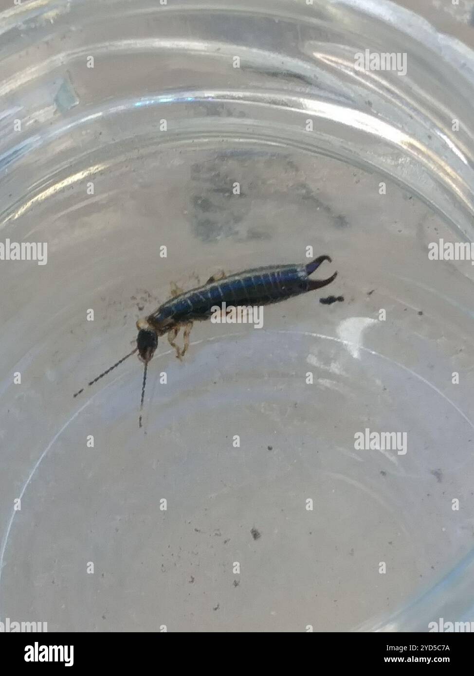 Ring-legged Earwig (Euborellia annulipes Stock Photo - Alamy