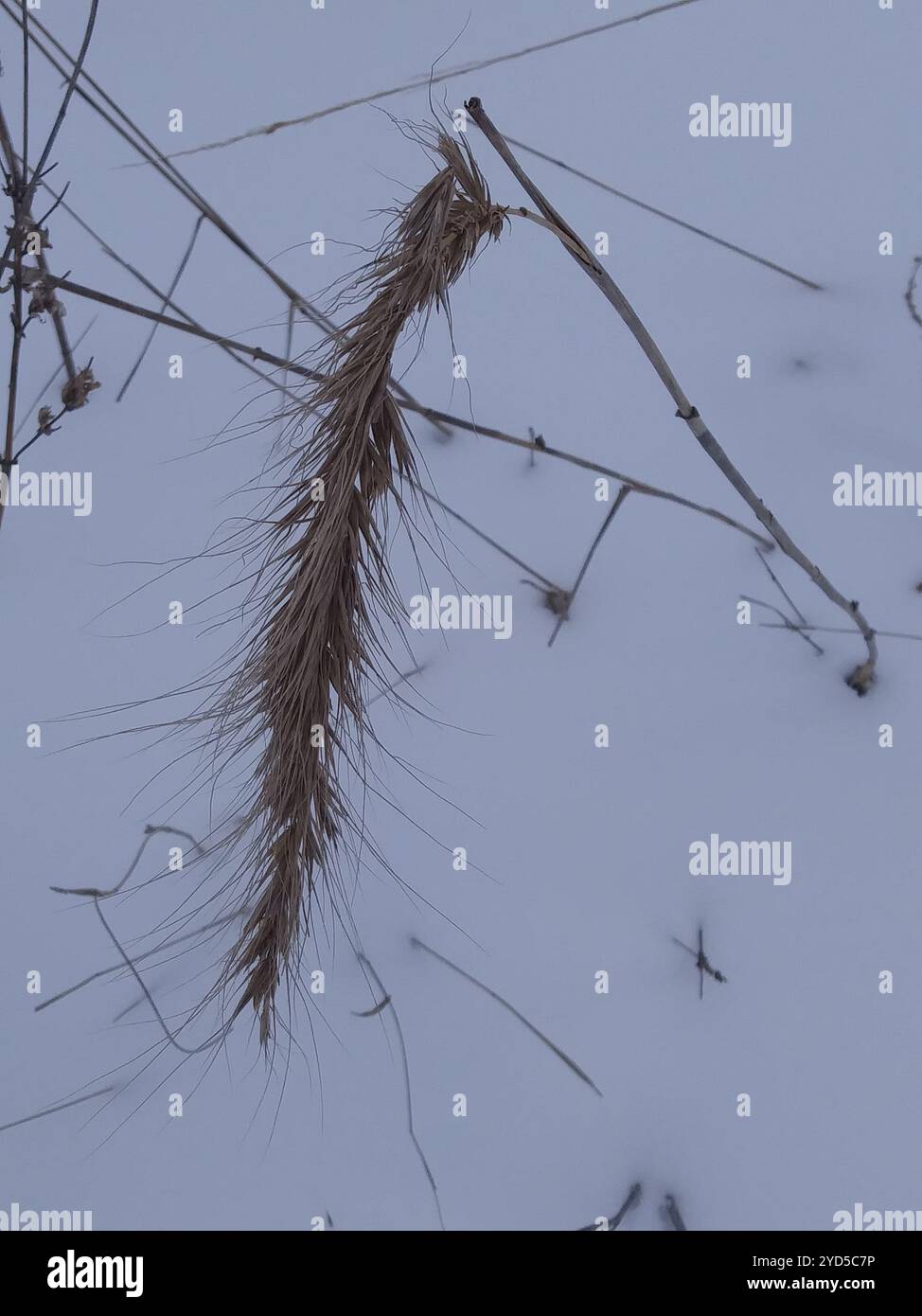 Canada wild rye (Elymus canadensis Stock Photo - Alamy