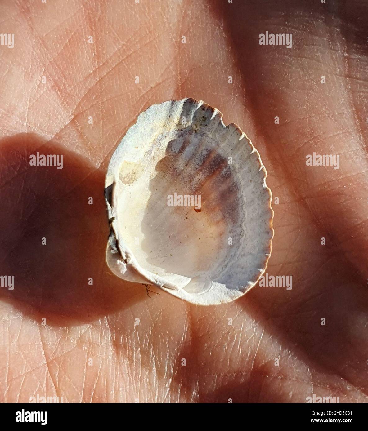 Lagoon Cockle (Cerastoderma glaucum Stock Photo - Alamy