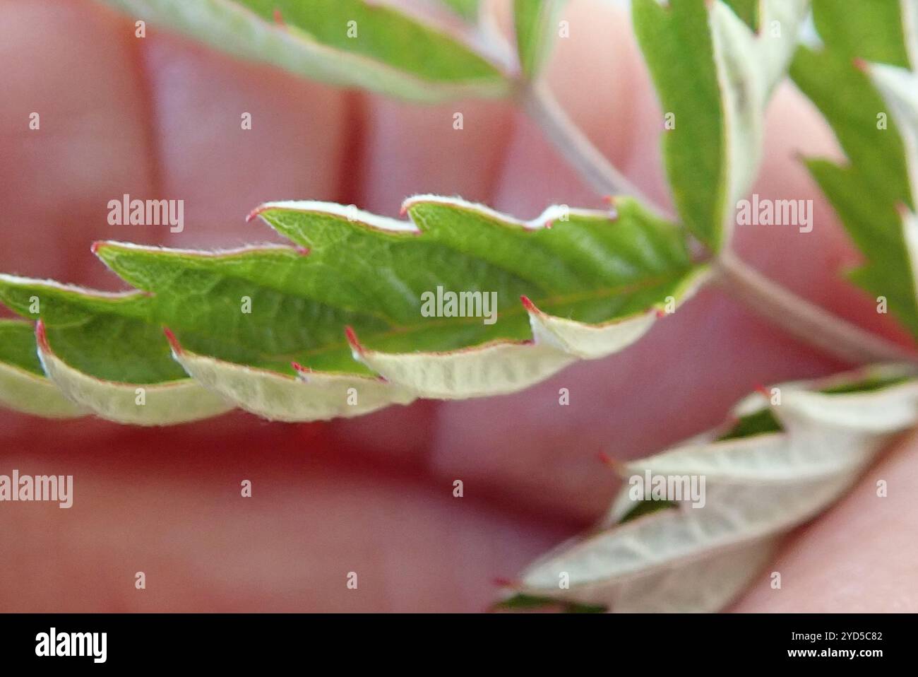 Ludwigii hi-res stock photography and images - Alamy