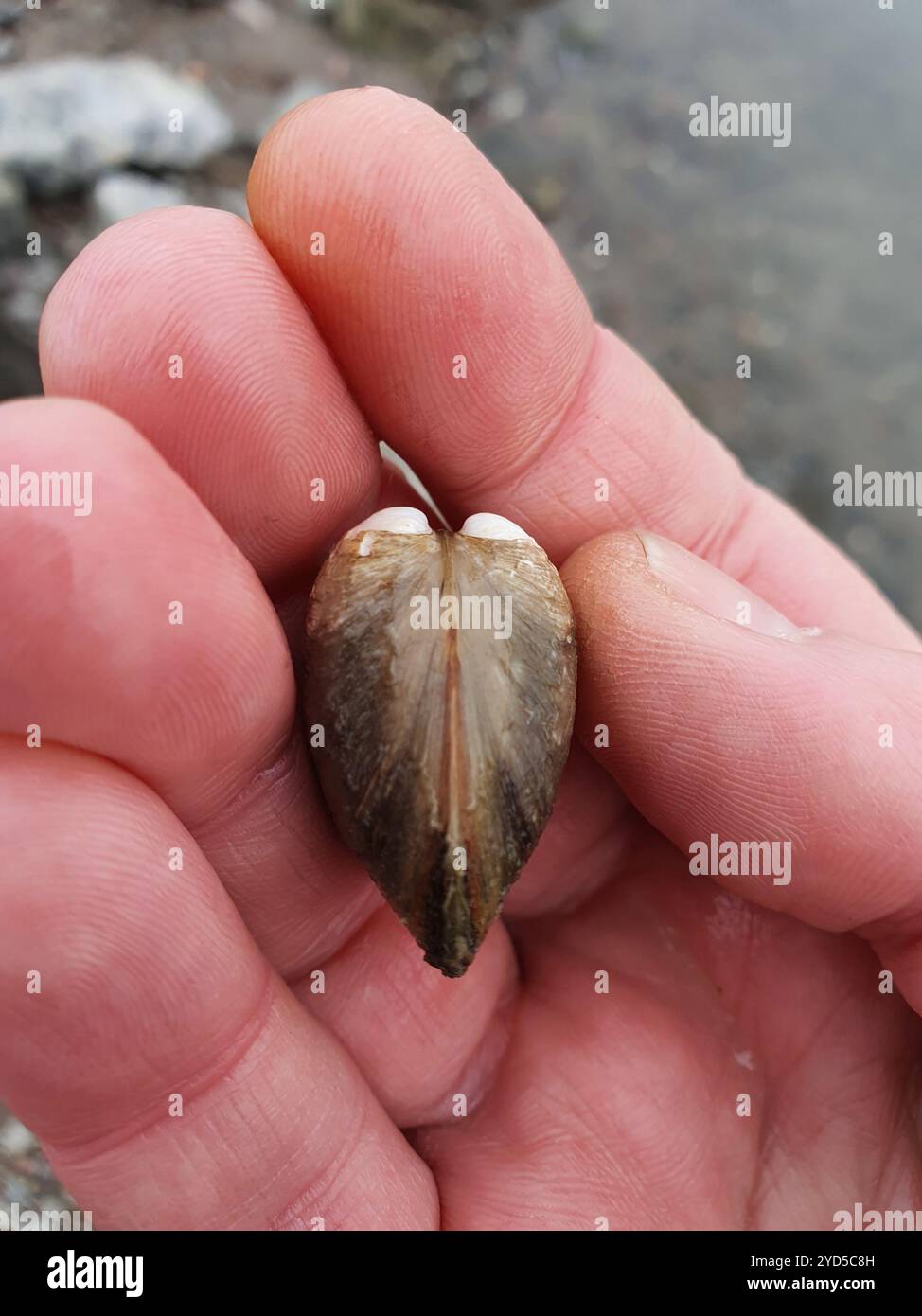 Atlantic Rangia (Rangia cuneata Stock Photo - Alamy
