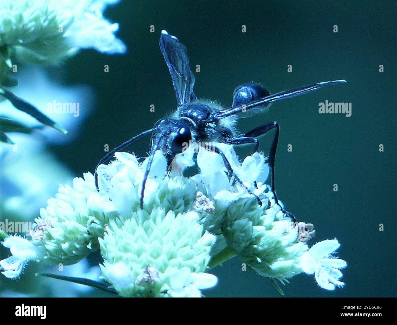 Grass-carrying Wasps (Isodontia Stock Photo - Alamy