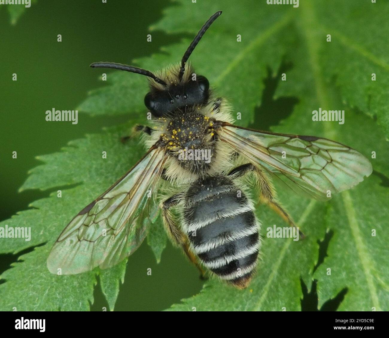 Mining Bees (Andrena Stock Photo - Alamy