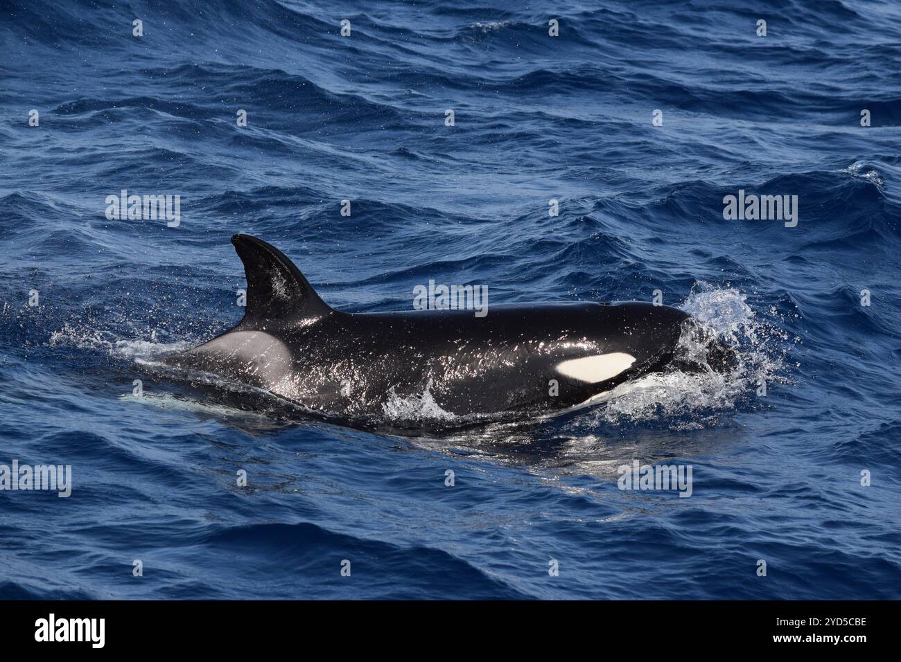 Killer whale (Orcinus orca), Strait of Gibraltar Stock Photo - Alamy