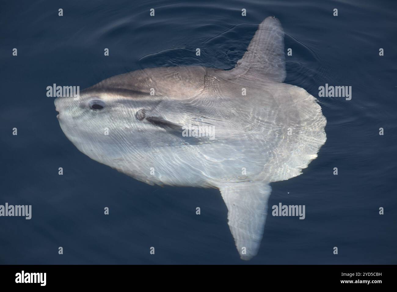 Ocean Sunfish (Mola mola) in the Mediterranean Sea, Liguria, Italy Stock Photo - Alamy