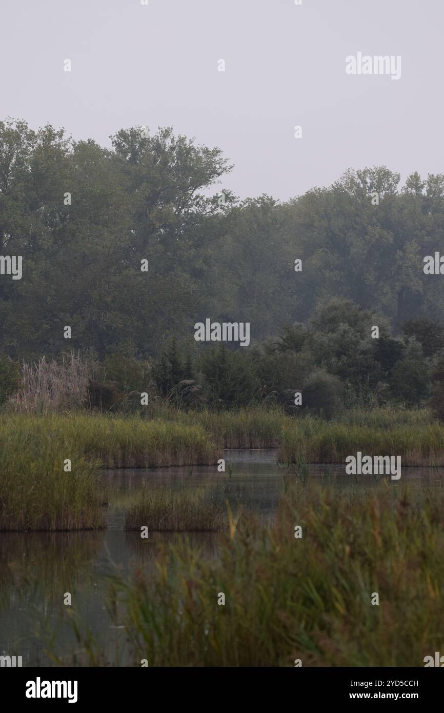 Mesola forest hi-res stock photography and images - Alamy