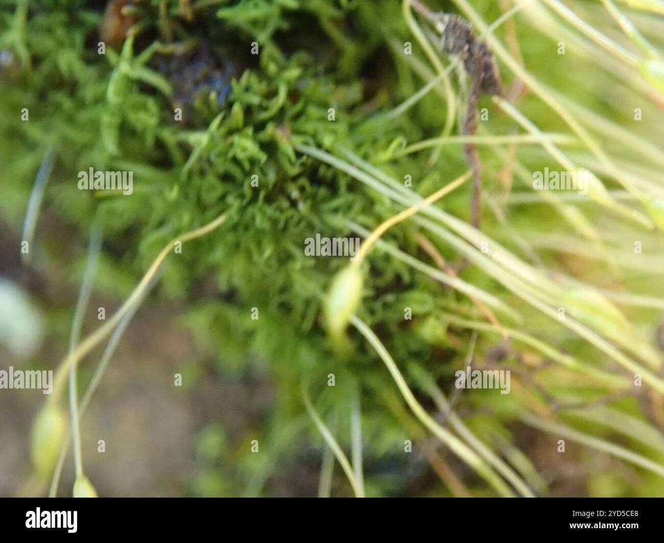 Green-tufted Stubble Moss (Weissia controversa Stock Photo - Alamy