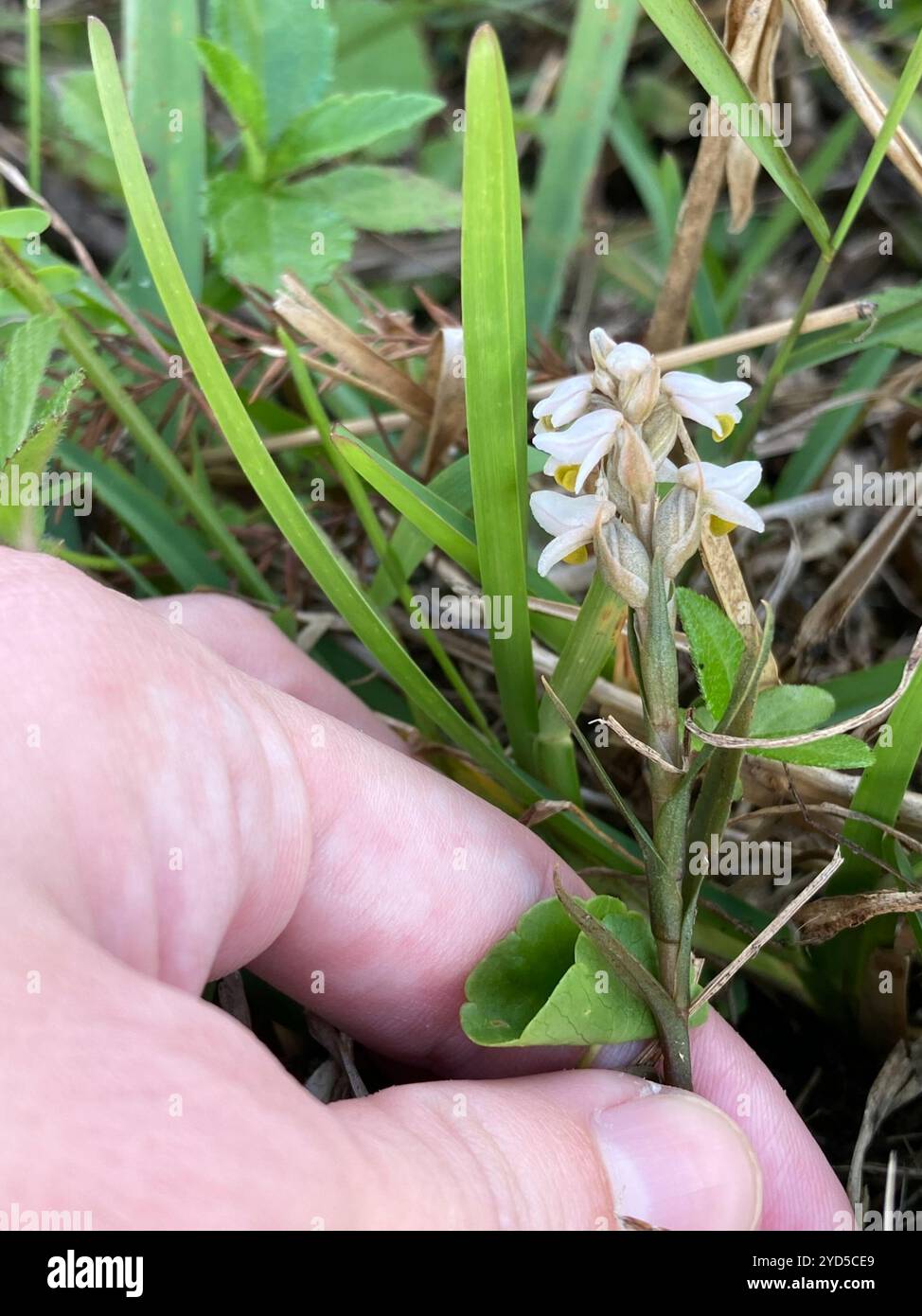 centipede grass orchid (Zeuxine strateumatica Stock Photo - Alamy