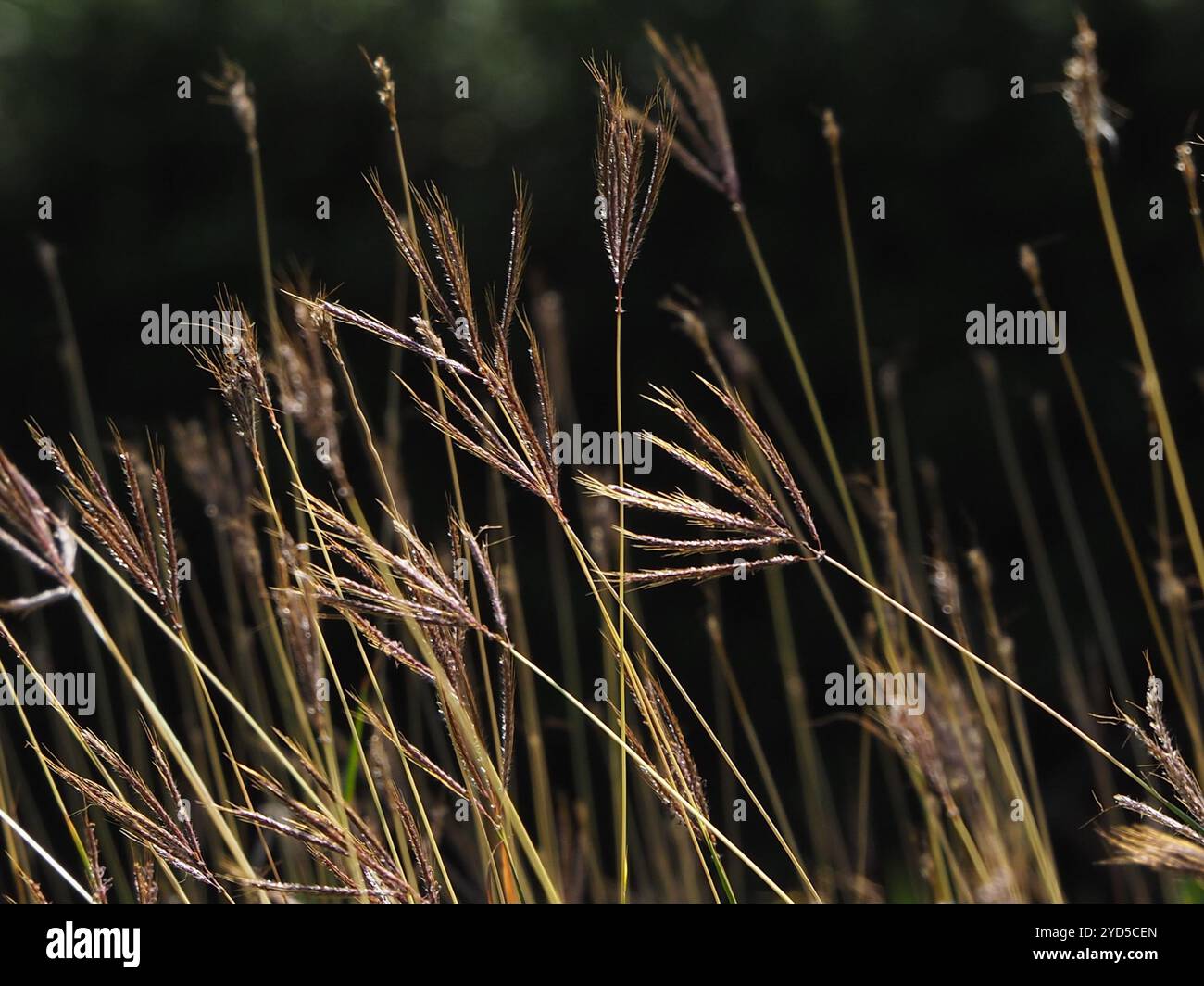 Kleberg's bluestem (Dichanthium annulatum Stock Photo - Alamy