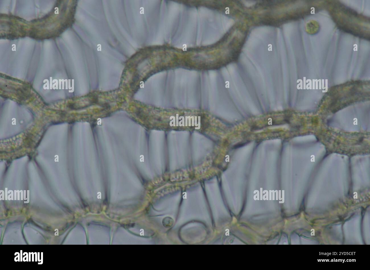 Papillose Peatmoss (Sphagnum papillosum Stock Photo - Alamy