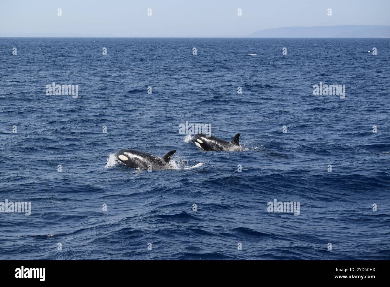 Killer whale (Orcinus orca), Strait of Gibraltar Stock Photo - Alamy