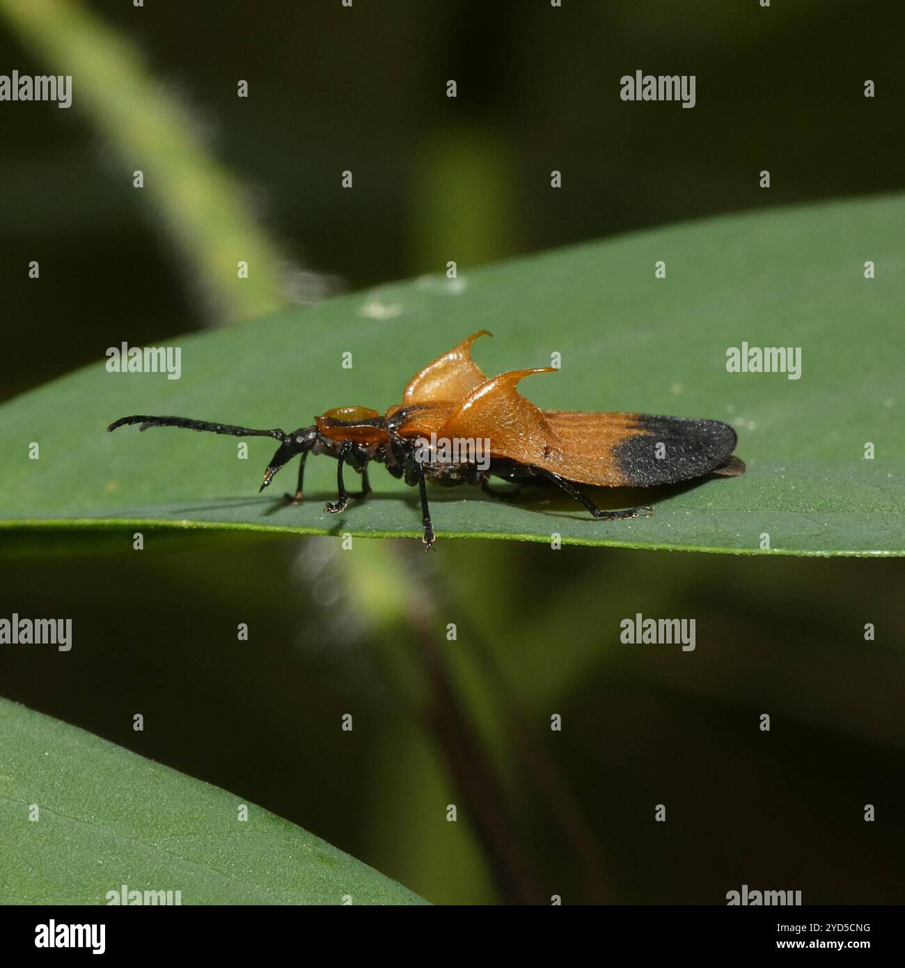 Netwing Beetles (Lycus Stock Photo - Alamy