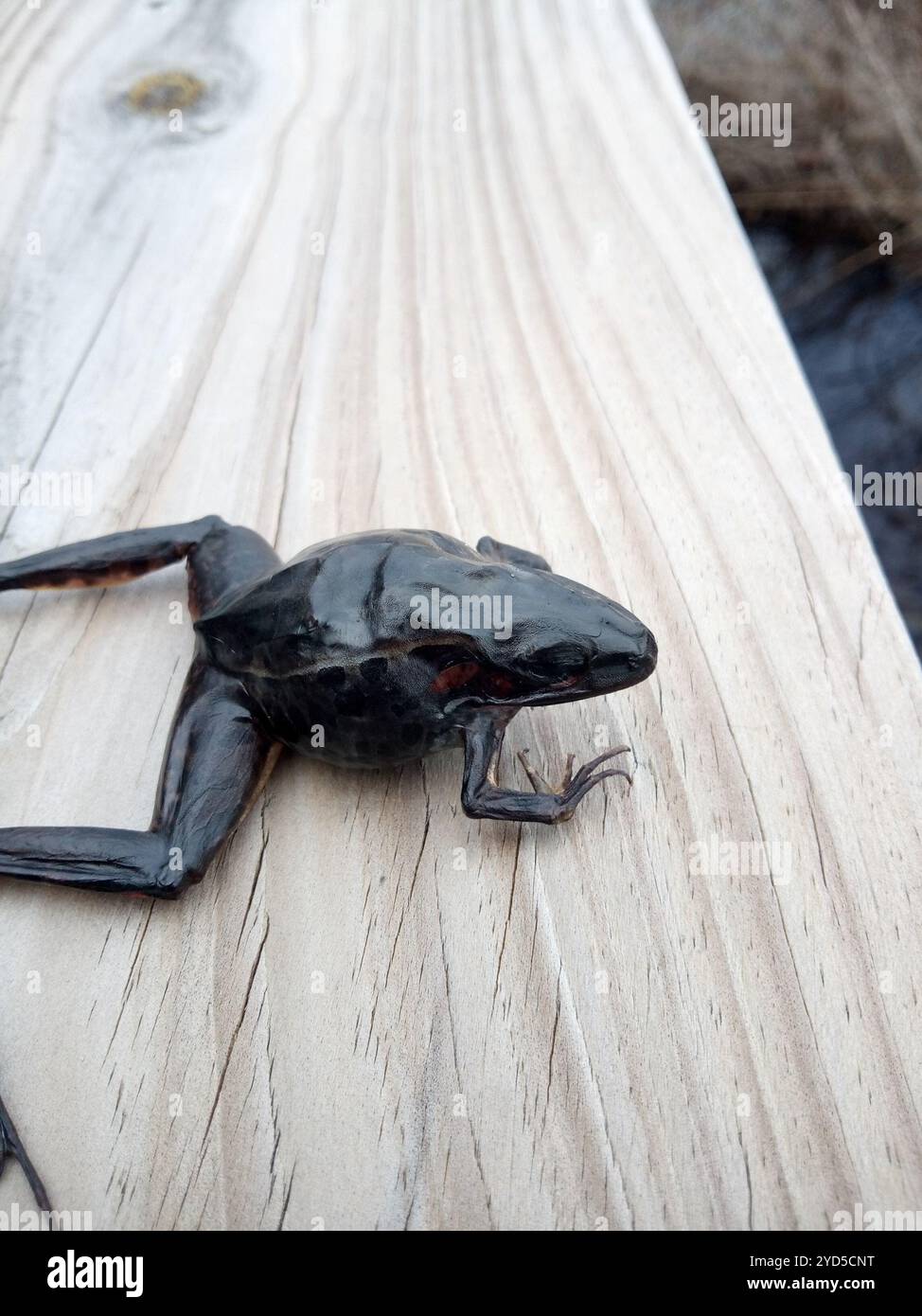 Southern Leopard Frog (Lithobates sphenocephalus Stock Photo - Alamy